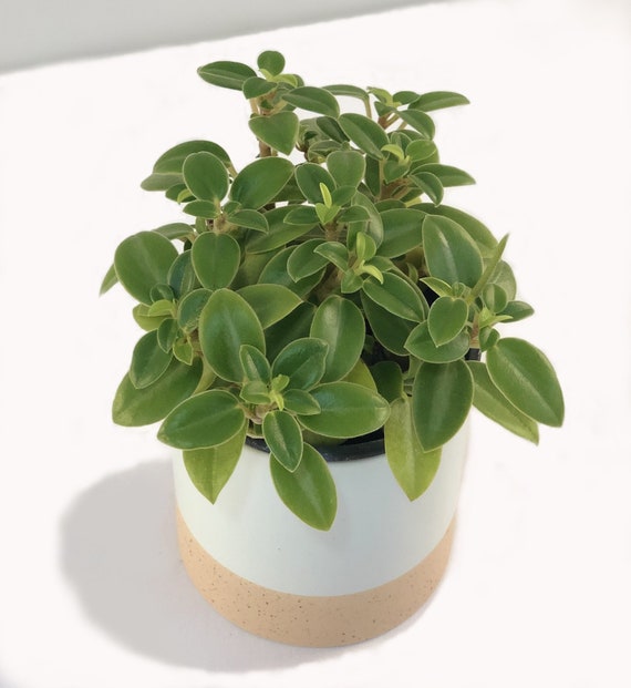 Peperomia Orba Teardrop Peperomia Pixie Live Plant - Etsy