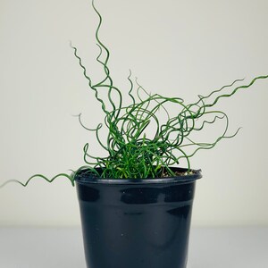 Corkscrew Rush, Juncus Effusus 'spiralis' Twister, 2 Gallon Pot, Live ...