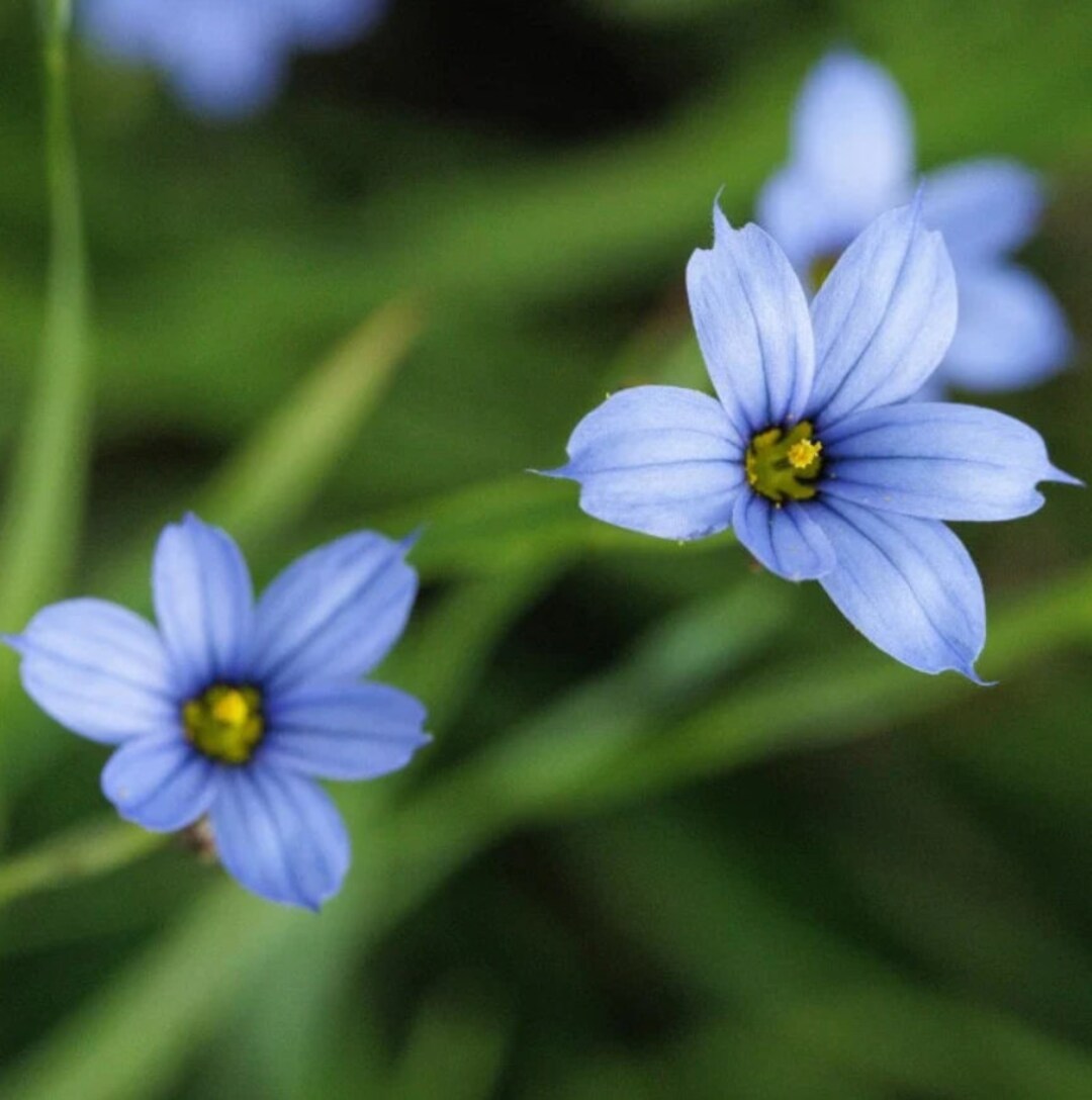 Blue Eyed Grass 'suwannee' Sisyrinchium Nashii Live - Etsy