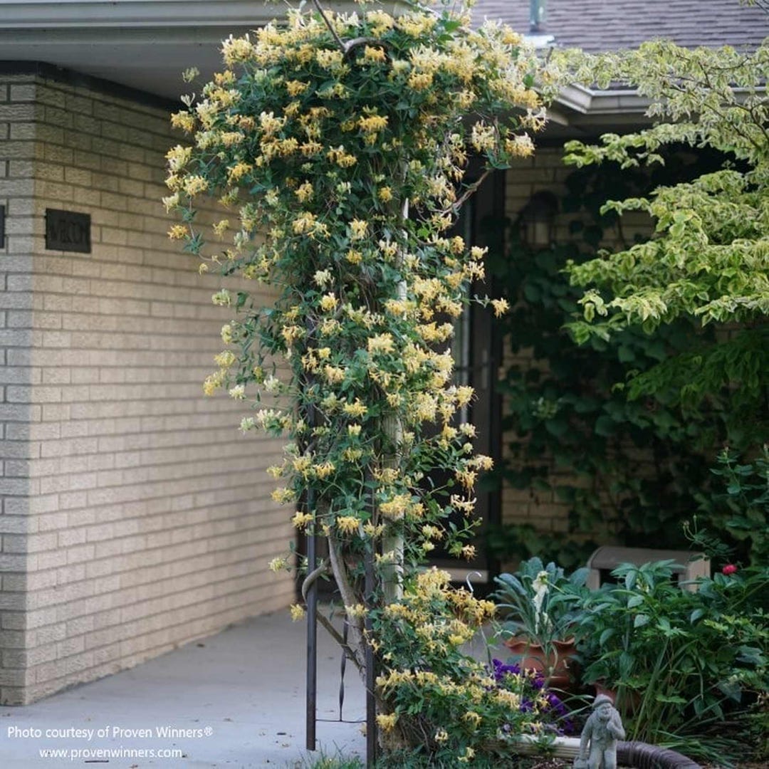 Honeysuckle Vine 'scentsation', Live Plant, 3 Gallon Grow Pot - Etsy