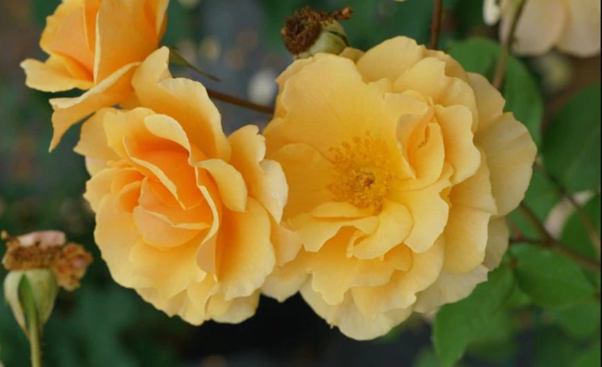 Rise up Amberness™ Climbing Rose Very Fragrant Proven - Etsy