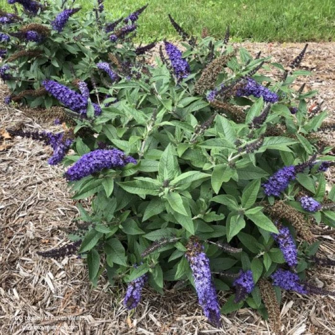 Pugster Blue® Dwarf Butterfly Bush, Proven Winners, Live Plant - Etsy