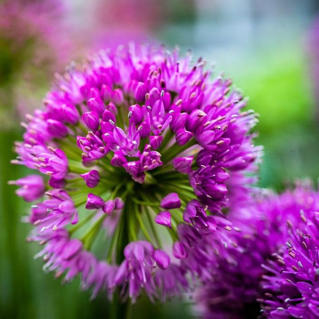 Allium 'millenium' Live Plant, 1 Gallon Pot - Etsy