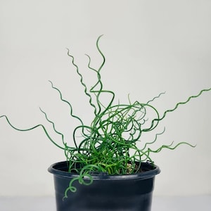 Corkscrew Rush, Juncus Effusus 'spiralis' Twister, Live Plant - Etsy