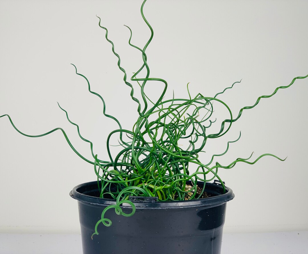 Corkscrew Rush, Juncus Effusus 'spiralis' Twister, 2 Gallon Pot, Live ...