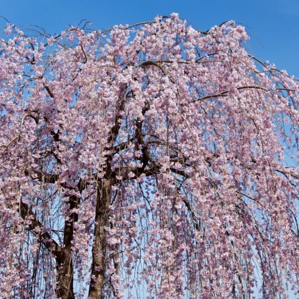 Weeping Cherry Tree - Etsy