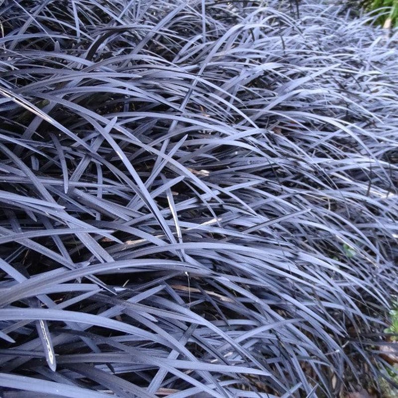Mondo Grass - Etsy
