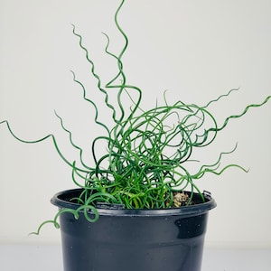 Corkscrew Rush, Juncus Effusus 'spiralis' Twister, 2 Gallon Pot, Live ...