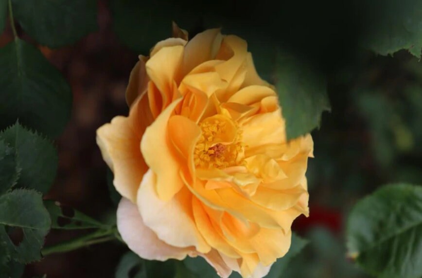 Rise up Amberness™ Climbing Rose Very Fragrant Proven - Etsy