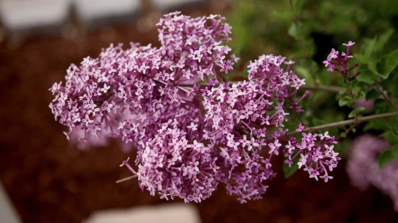 Bloomerang® Dark Purple Reblooming Lilac Proven Winners - Etsy