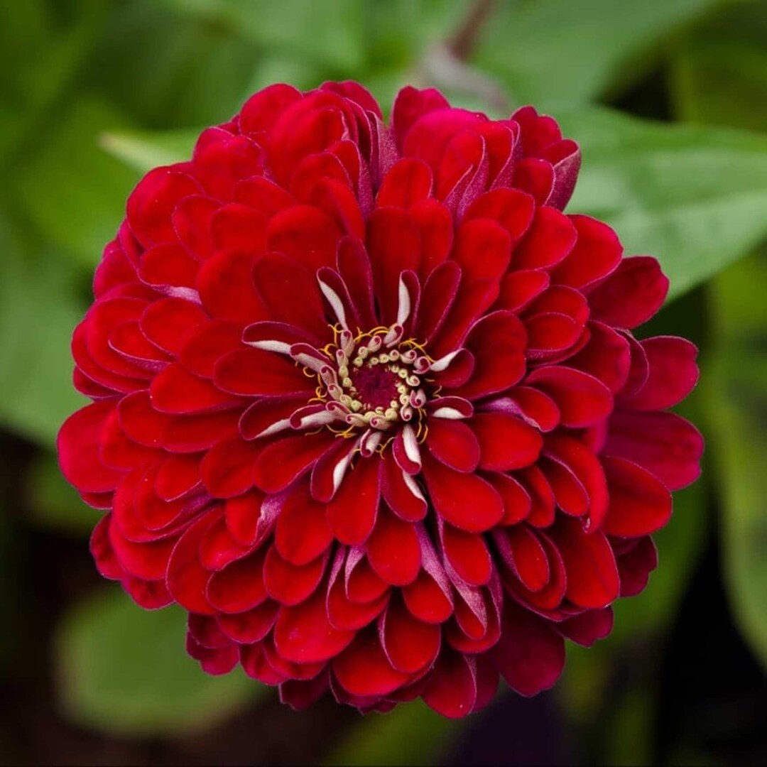 Benary's Giant Zinnia 'deep Red', Live Plant, 4" Pot - Etsy
