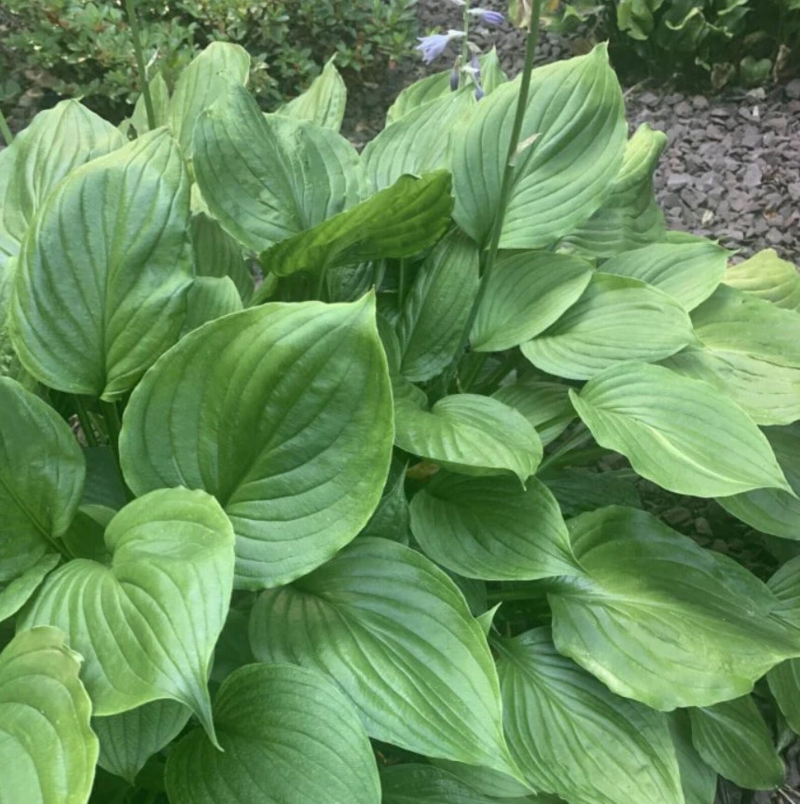 Hosta Ventricosa Live Plant 6 Grow Pot - Etsy