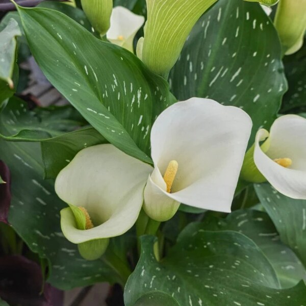 Giant Calla Lily - Etsy