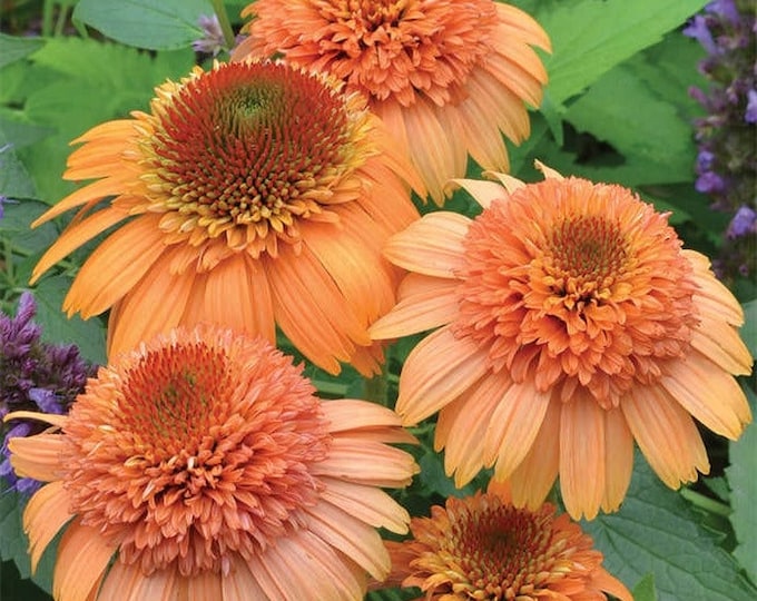 Echinacea 'cantaloupe', Coneflower, Supreme Series, Live Plant - Etsy