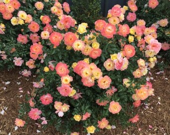 OSO EASY® Mango Salsa Landscape Rose, Proven Winners, Live Plant, 1 ...