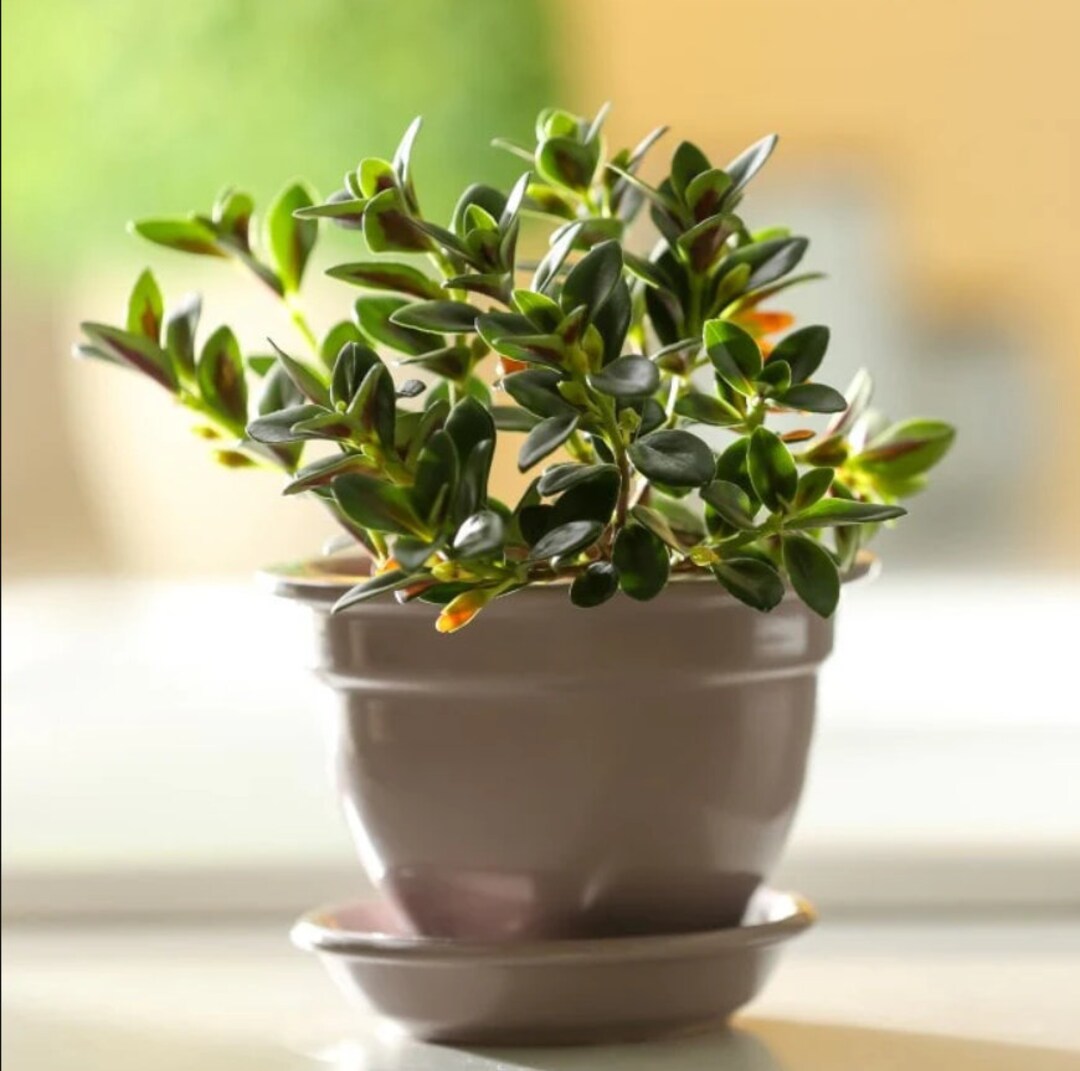 Goldfish Plant, Nematanthus Gregarious, Live Plant, 4 Pot - Etsy