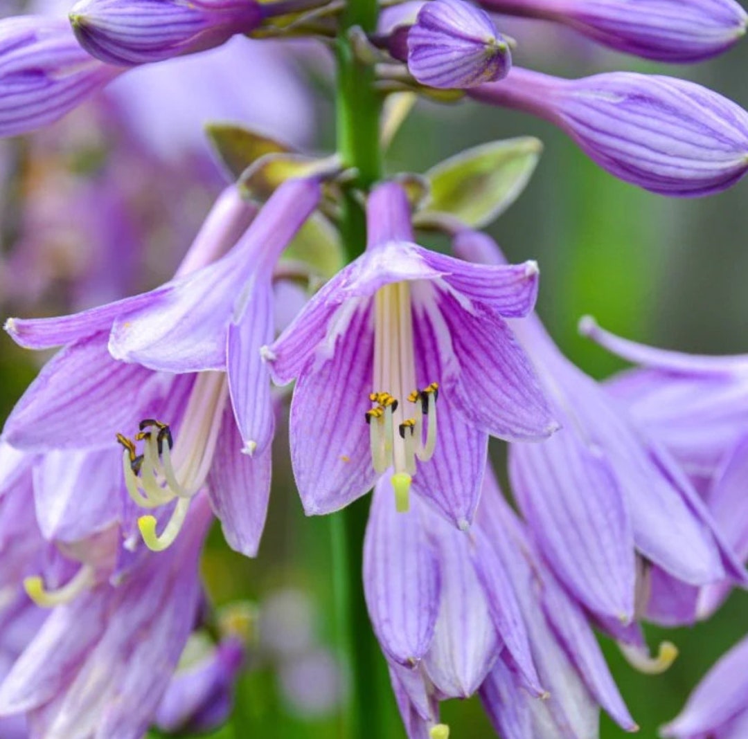 Hosta Ventricosa Live Plant 6 Grow Pot - Etsy