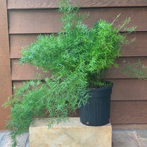 Sprengeri Asparagus Fern Live Plant - Etsy