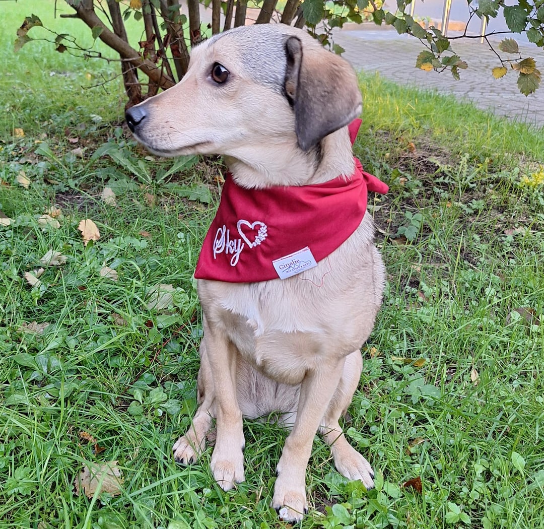Personalized Dog Scarf • Reversible Scarf With Name • Gift for Dog ...