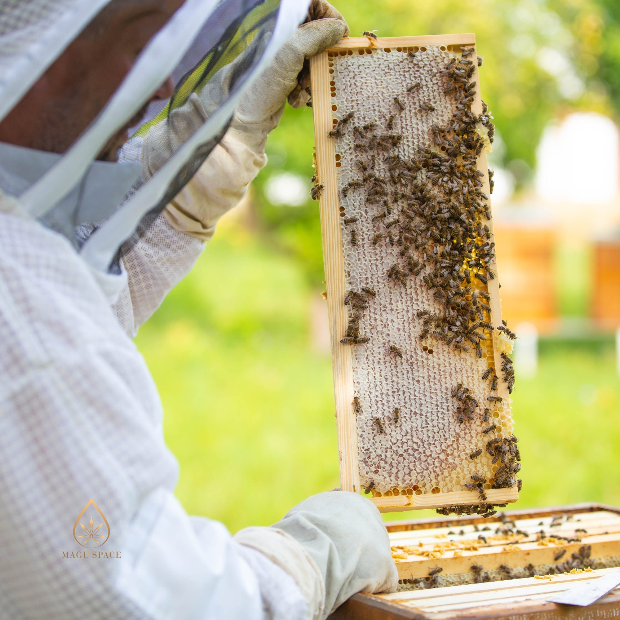 100% Raw Bee Propolis Natural, High Quality, Organic Bee Product ...