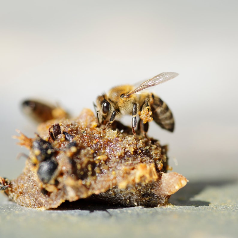 Natural Bee Propolis Tincture, Alcohol Free, Made With Raw Propolis ...