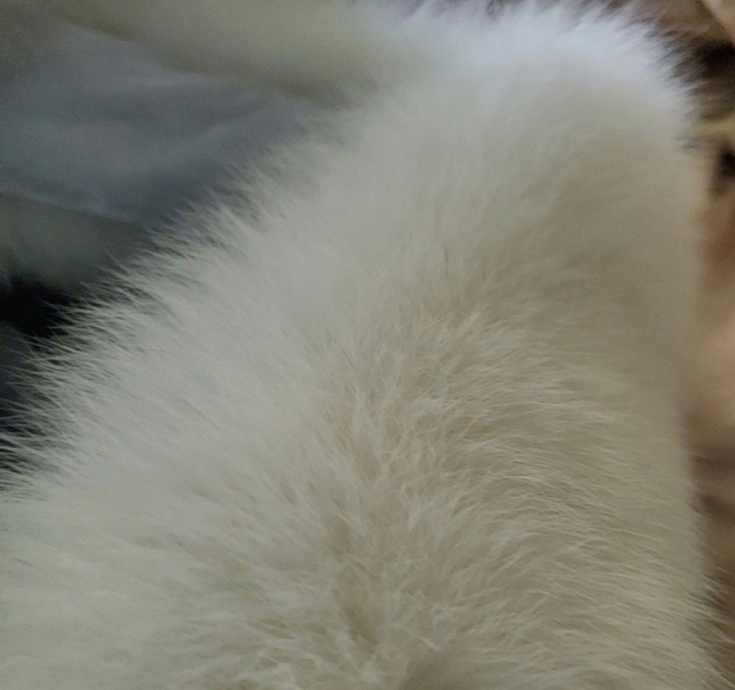 White Fox Fur Boa Wrap With Tails - Etsy