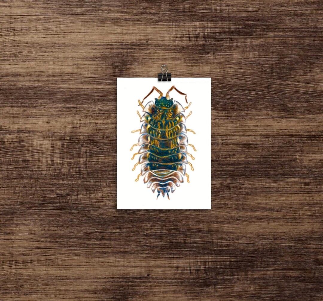 Isopod Print Perfect Gift for Insect Enthusists 5x7 - Etsy