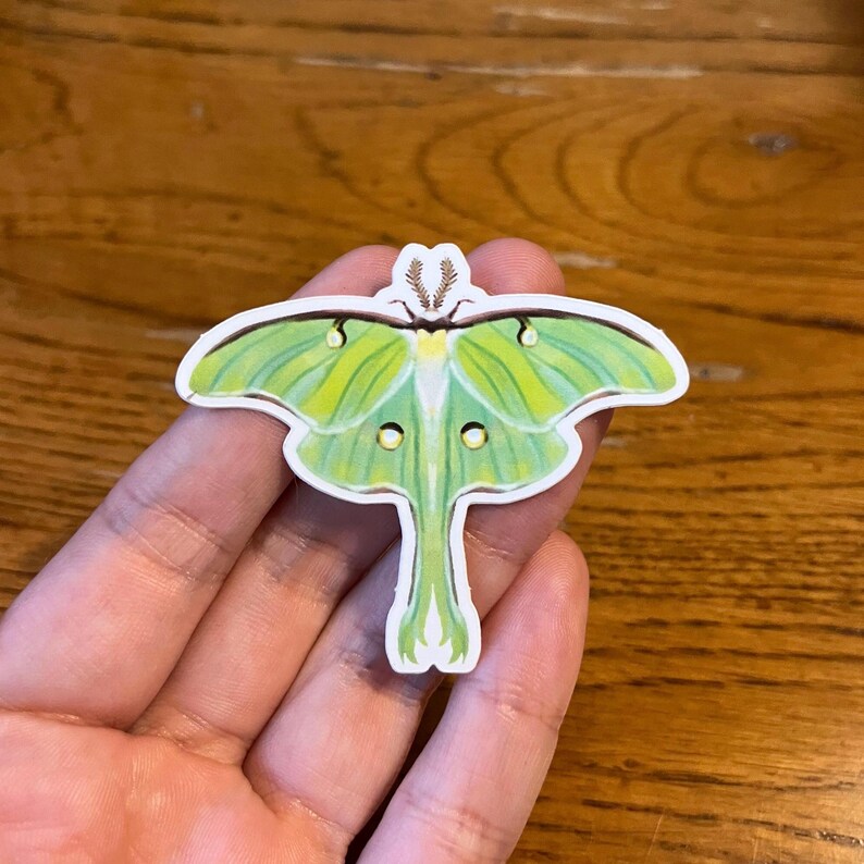 Luna Moth Vinyl Sticker Waterproof Decal 3x2.3 Cute Insect Artwork - Etsy