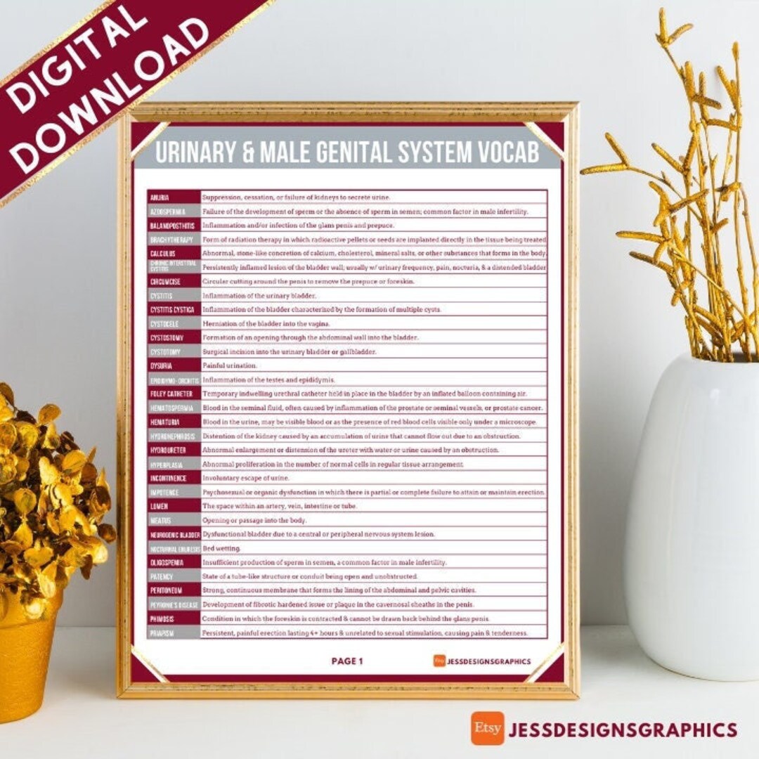 Urinary & Male Genital System Vocab Sheet | Nursing | Medical Coding ...