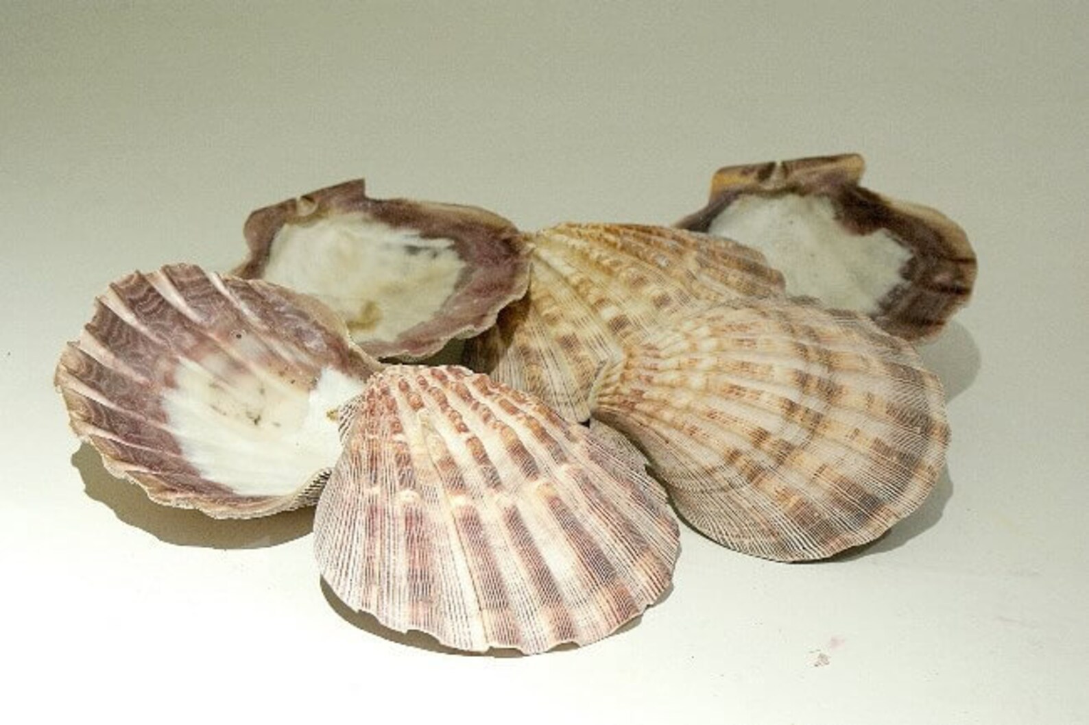 LARGE Scallop Shells PACK OF 6 | Etsy