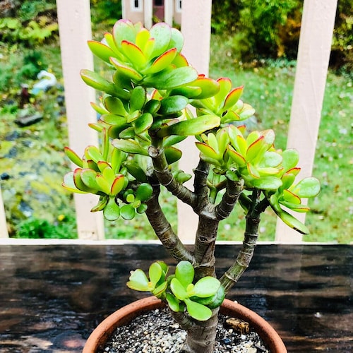 Jade Plant Crassula Ovata Bonsai Tree - Etsy