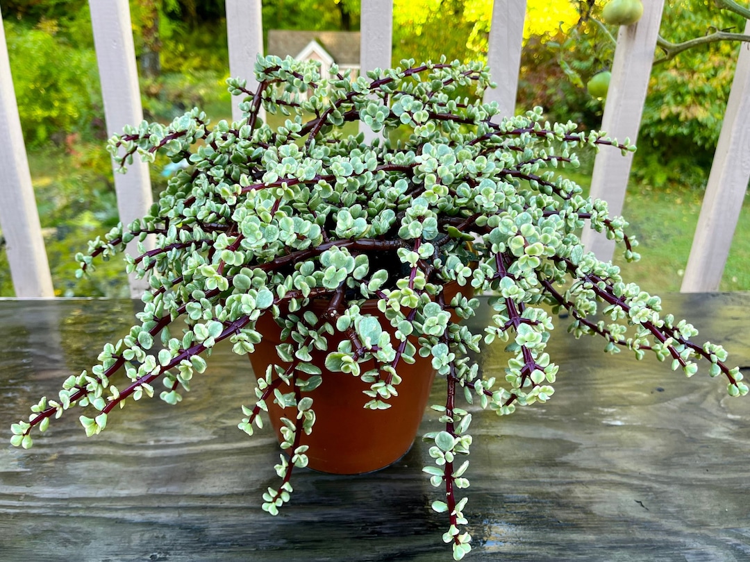 Portulacaria Afra F. Variegata, Rainbow Bush, Elephant Bush, Succulent ...