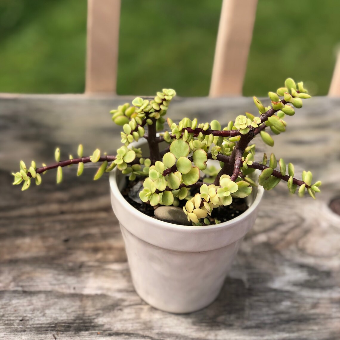 Portulacaria afra f. Variegata Rainbow Bush Elephant Bush | Etsy