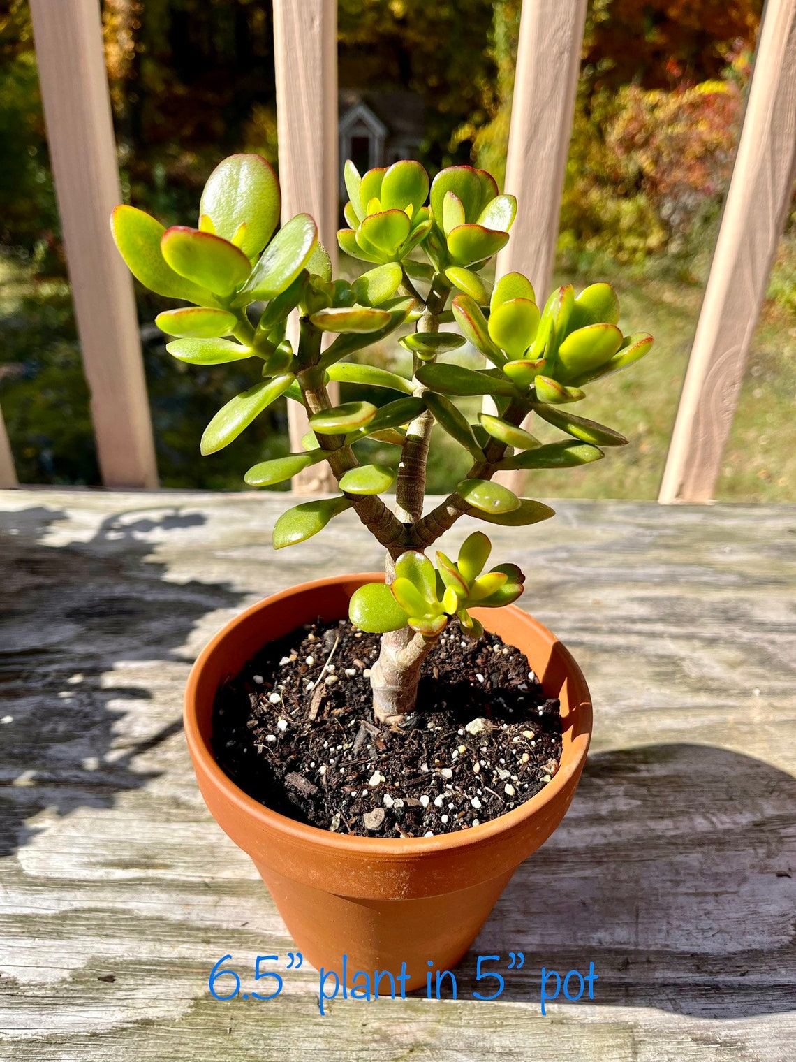Jade Plant Crassula Ovata Bonsai Tree - Etsy