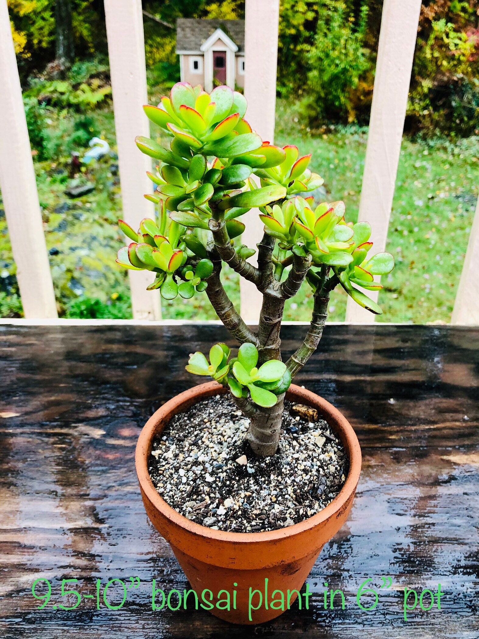 Jade Plant Bonsai
