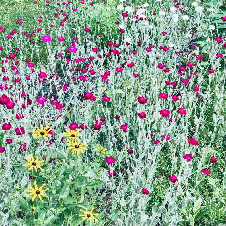 Rose Campion Live Plant, Lychnis Coronaria, Herbaceous Perennial - Etsy