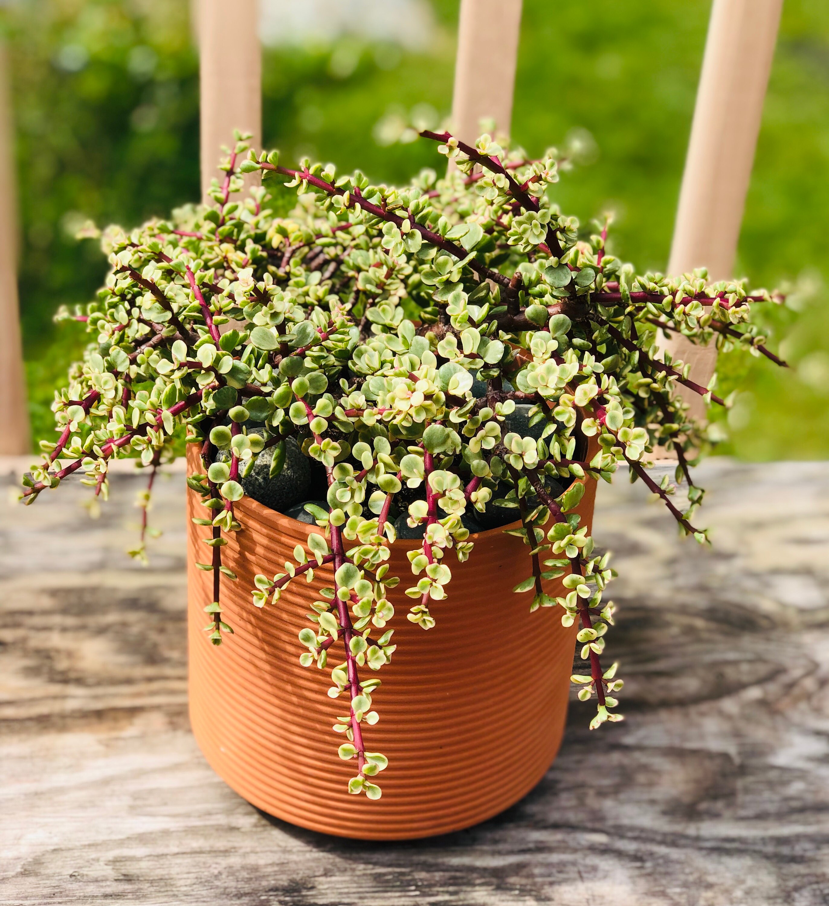 Portulacaria Afra F. Variegata, Rainbow Bush, Elephant Bush, Succulent ...