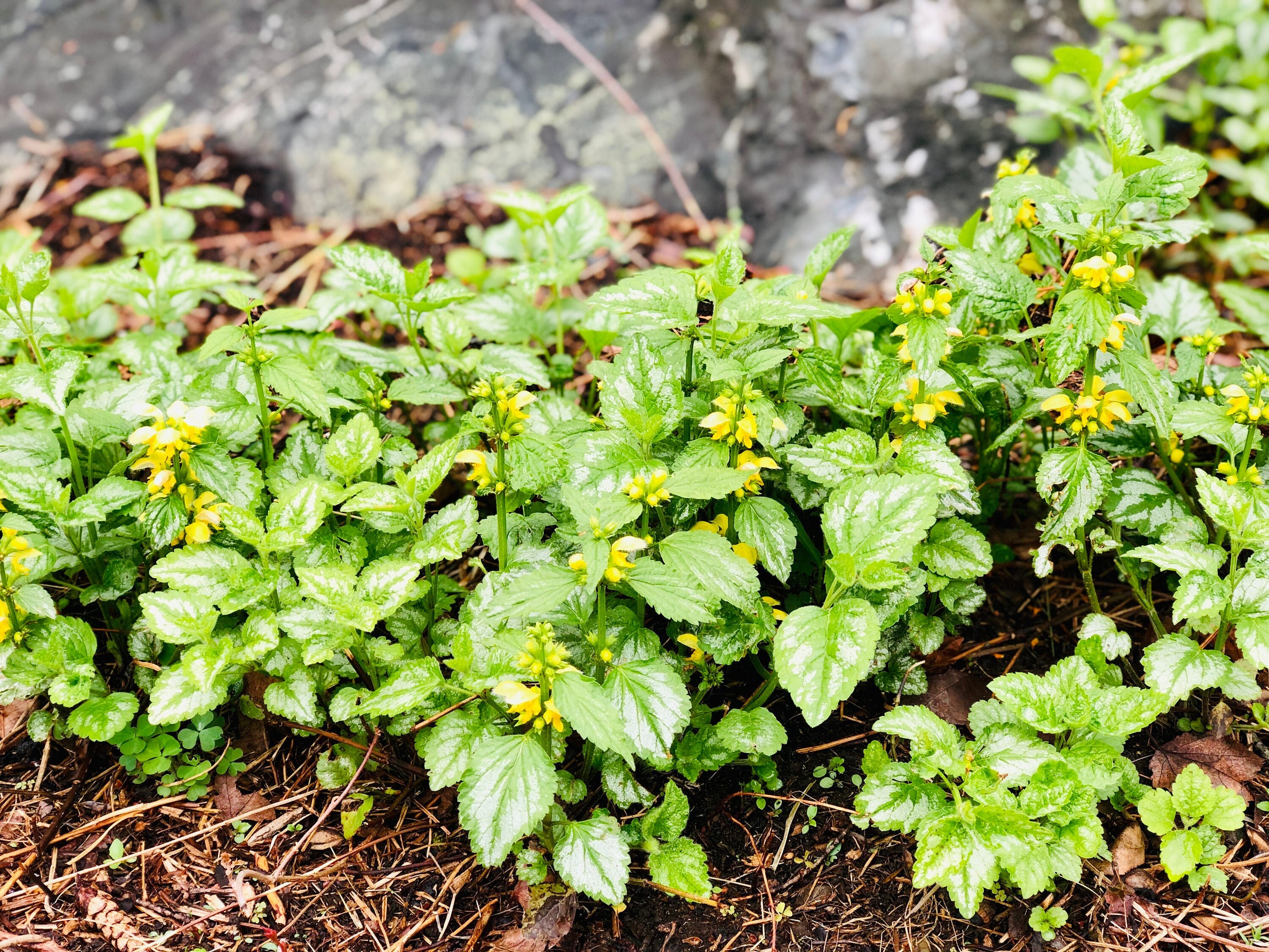 10 Yellow Archangel lamiastrum Galeobdolon Evergreen - Etsy