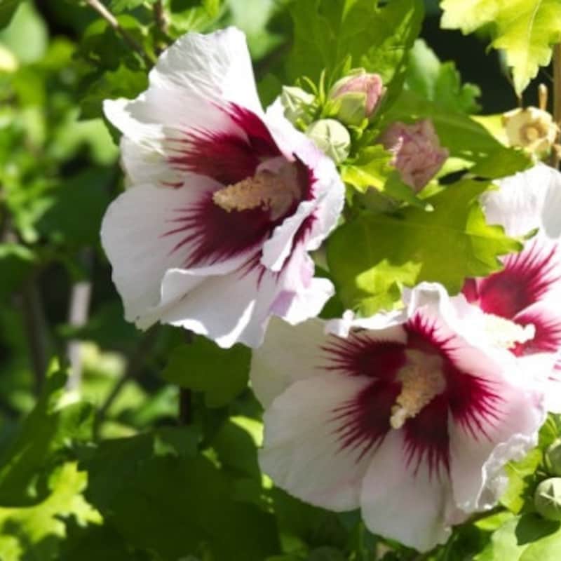 Rose of Sharon Plants - Etsy