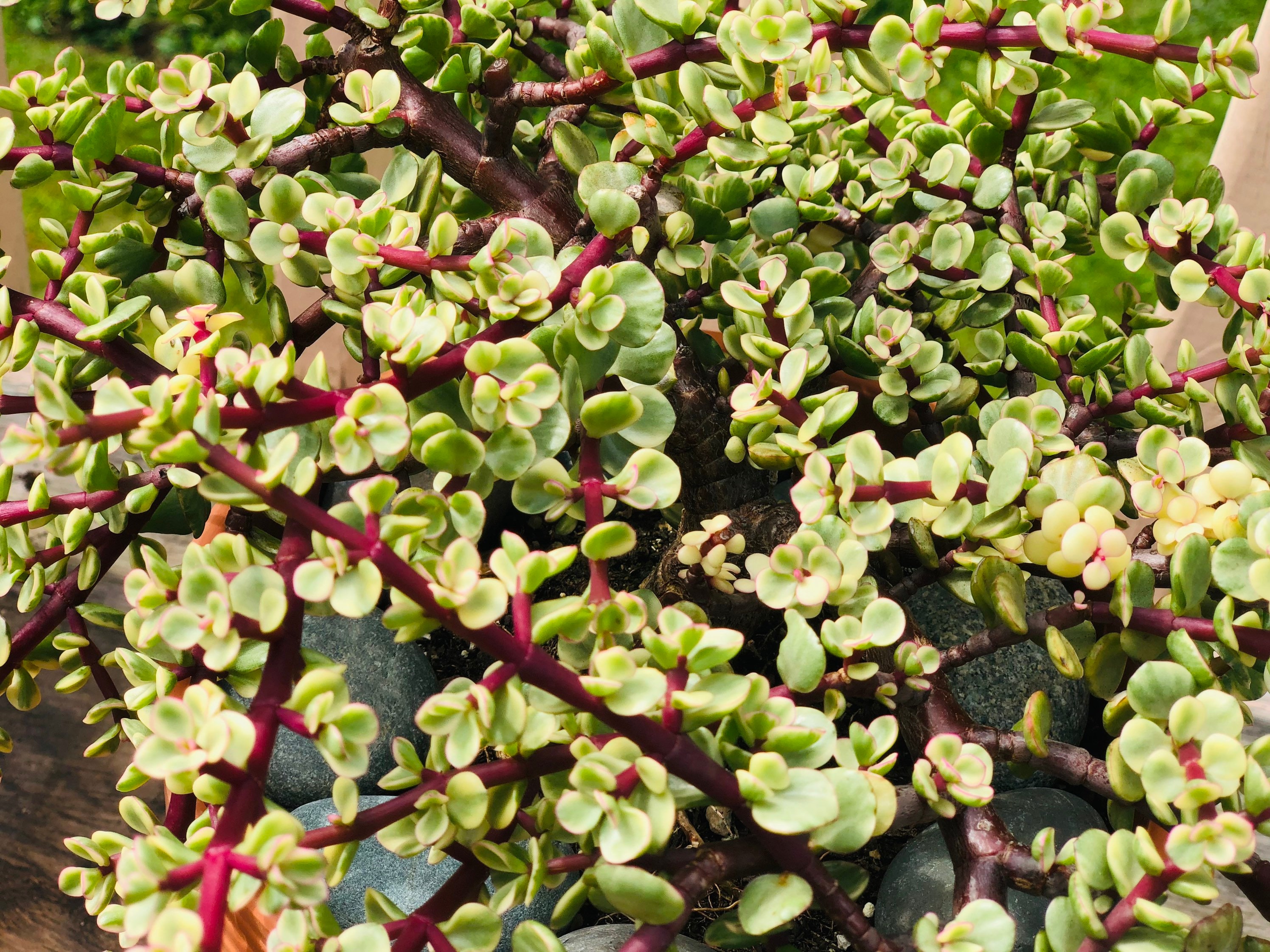 Portulacaria Afra F. Variegata, Rainbow Bush, Elephant Bush, Succulent ...