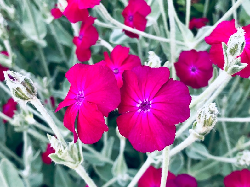 Rose Campion Live Plant, Lychnis Coronaria, Herbaceous Perennial - Etsy