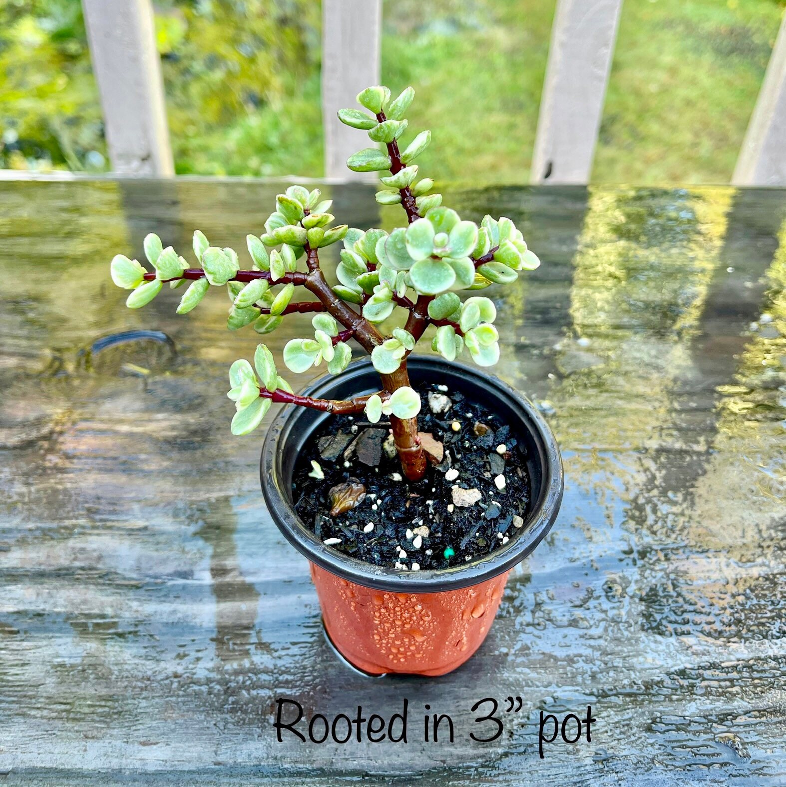 Portulacaria Afra F. Variegata Rainbow Bush Elephant Bush - Etsy