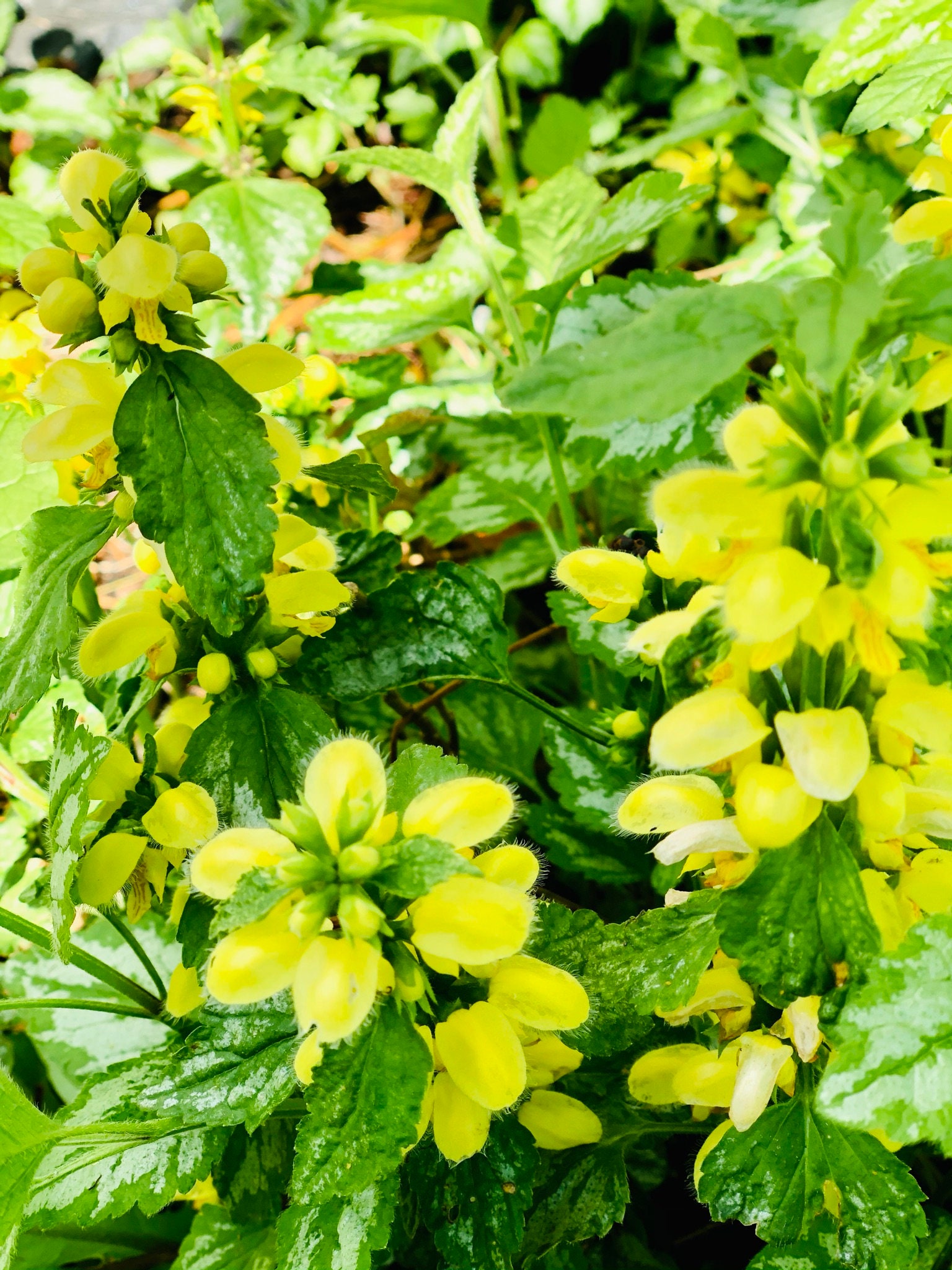10+ Yellow Archangel (lamiastrum Galeobdolon), Evergreen Perennial ...