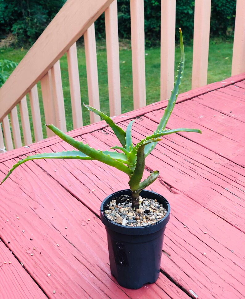 Aloe Arborescens Krantz Aloe Candelabra Aloe Succulent - Etsy