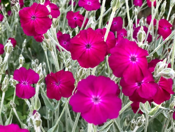 Rose Campion Live Plant Lychnis Coronaria Herbaceous - Etsy