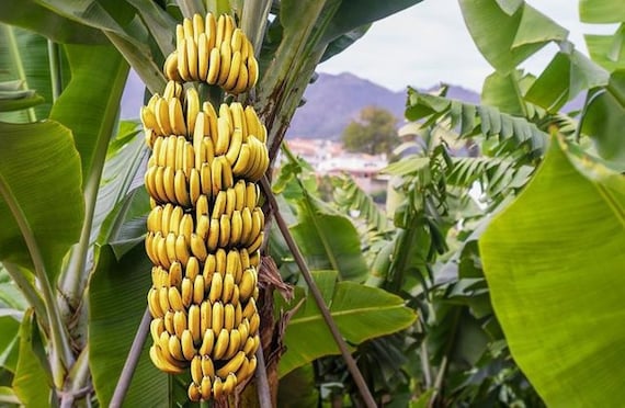Edible Banana 'musa Acuminata' X 10 Seeds - Etsy
