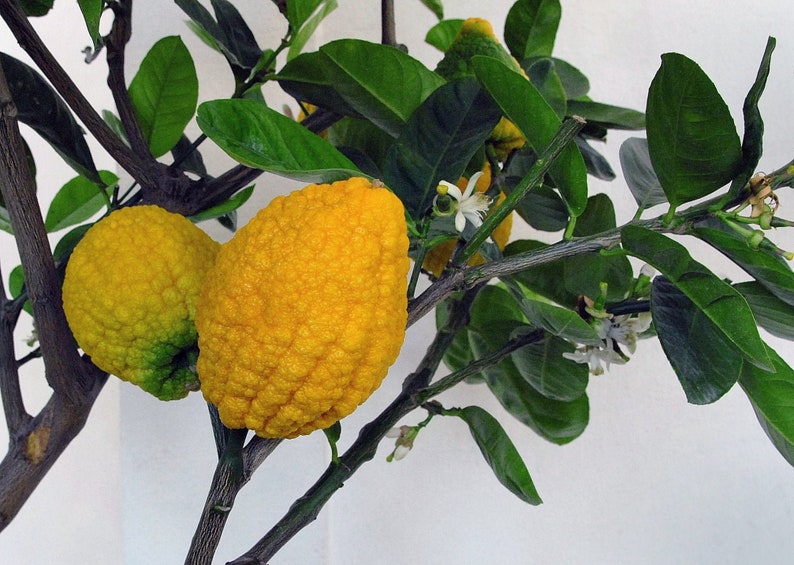 The Citron Citrus Medica X 10 Seeds - Etsy