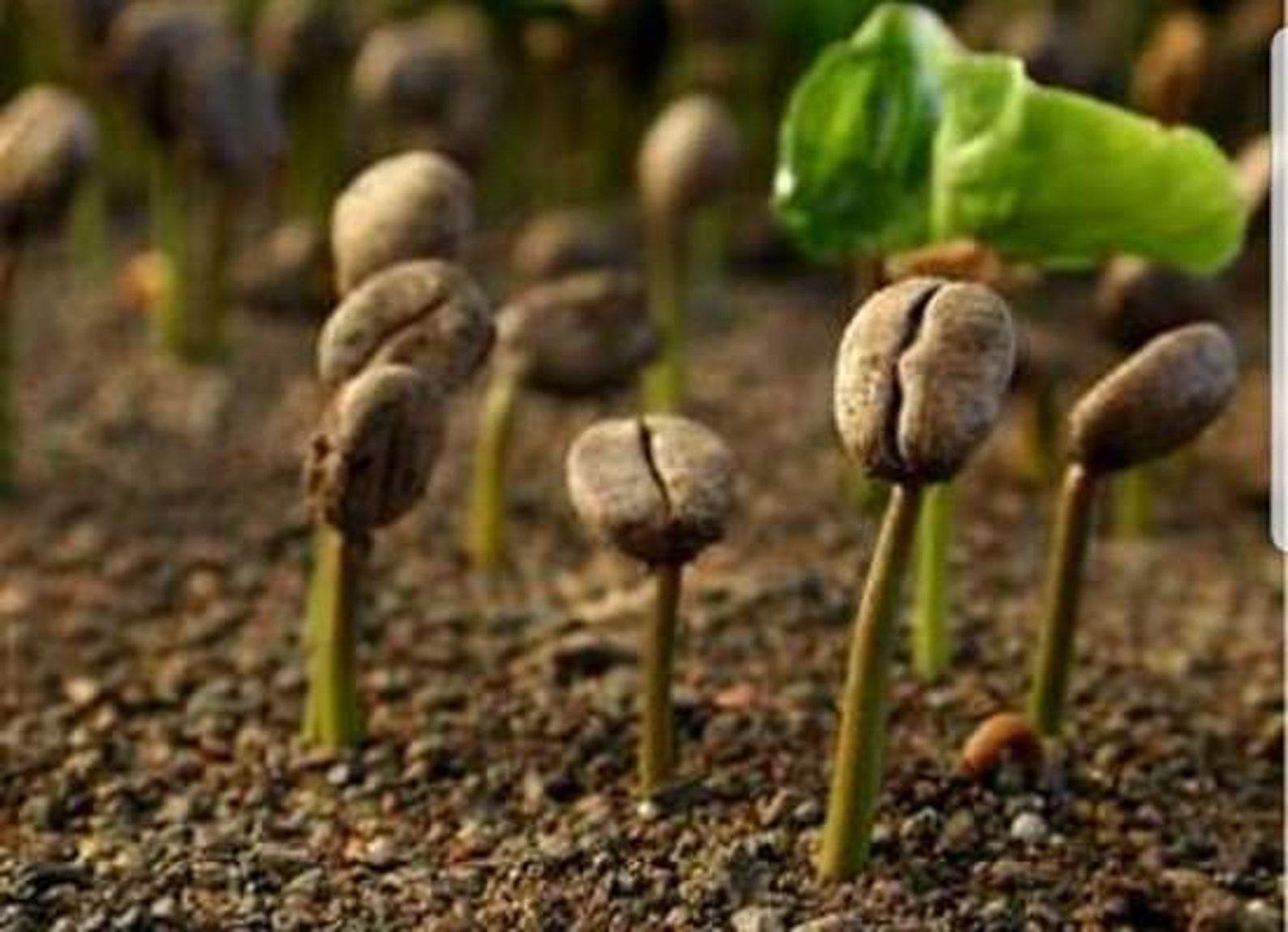 Coffee Seeds (coffea Arabica) X 10 Seeds - Etsy UK