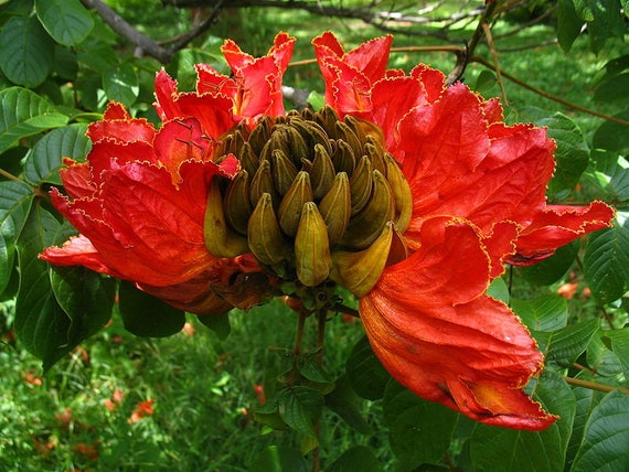 African Tulip Tree 'spathodea Campanulata' 15 Seeds - Etsy UK