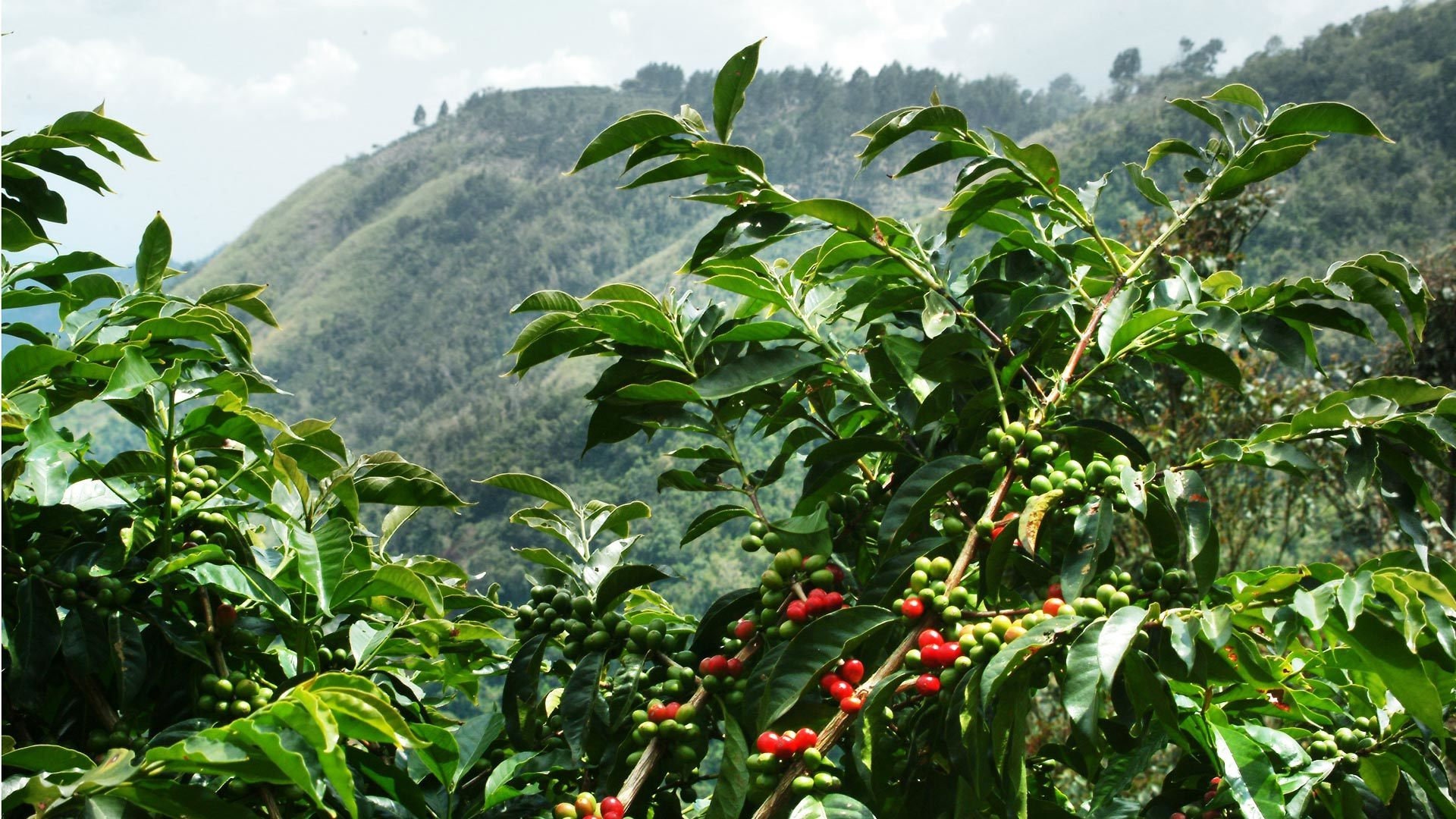 Coffee Seeds (coffea Arabica) X 10 Seeds - Etsy UK